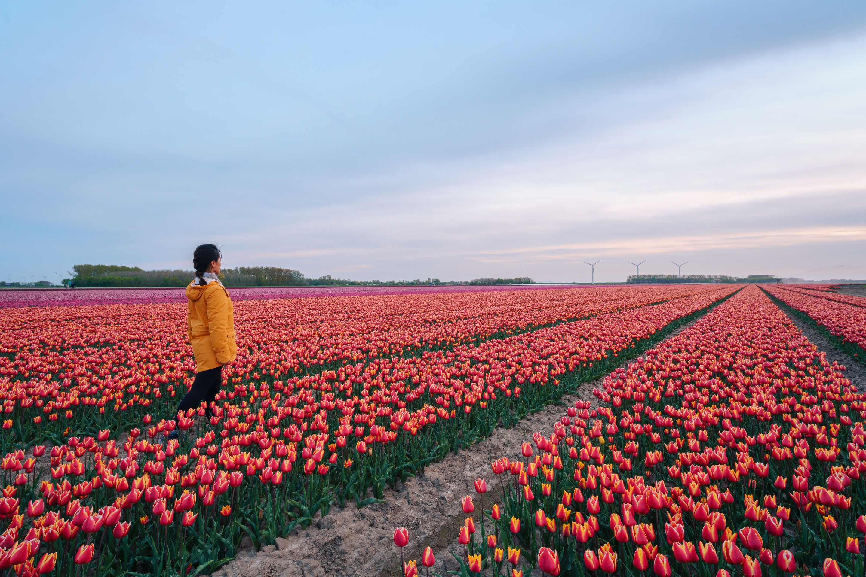 Amsterdam Flower Fields | Best Flower Site